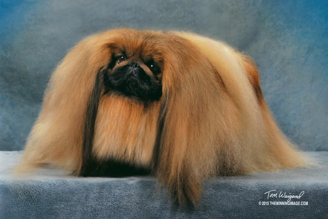 Pekingese - The Breed Archive